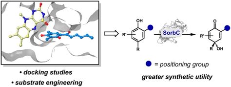Positioning Group Enabled Biocatalytic Oxidative Dearomatization Abstract Europe Pmc