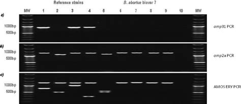 Pcr Analysis Of Brucella Reference Strains And The 4 Field B Abortus