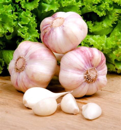 Почему синеет чеснок Научно популярный журнал «Как и Почему