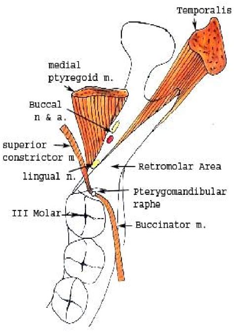 Retromolar Trigone Anatomy Classification Of The Retromolar Triangle