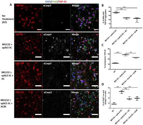 Astrocytes Are Neuroprotective To Seeded Aggregation And Toxicity In