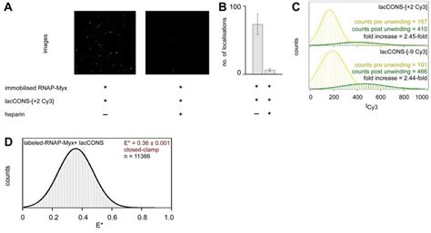 Fig S5 Characterisation Of Complexes Formed Between Rnap And Promoter