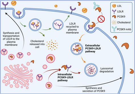 The Evolving Landscape Of Pcsk9 Inhibition In Cancer Pmc
