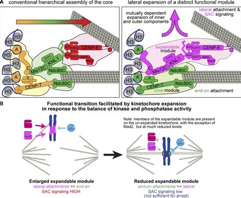 Kinetochore Function Is Controlled By A Phospho Dependent Coexpansion Of Inner And Outer
