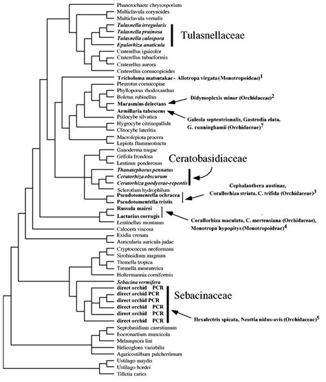 1ab Maximum Likelihood Trees Resulting From Heuristic Searches Using