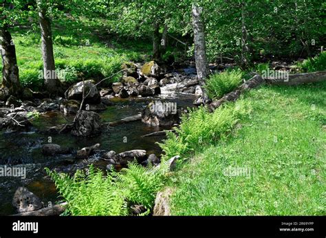 Small Narrow Stream Of Water Through Nature Reserve Stock Photo Alamy