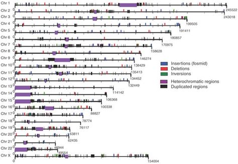 Structural Variation Map The Schematic Summarizes The Distribution Of Download Scientific