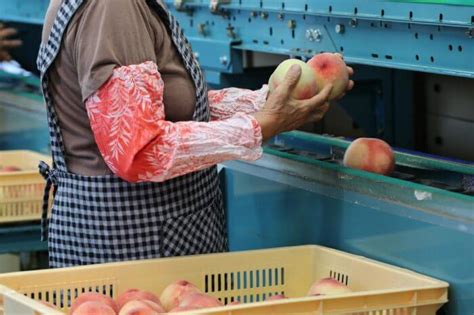 はねだしが大人気！山梨県民おすすめ「硬めの桃」を堪能しよう｜大草共選場 にらレバ