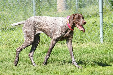 Do German Shorthaired Pointers Have Tails
