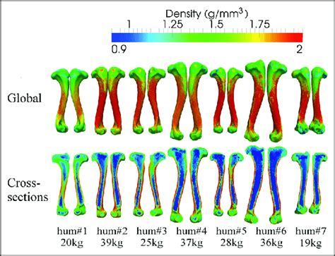 Bone Meshes Resulting From The Reconstruction Of Segmented Ct Images Download Scientific