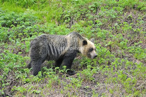 高山植物を食べるヒグマ北海道・知床 写真素材 6358626 フォトライブラリー Photolibrary