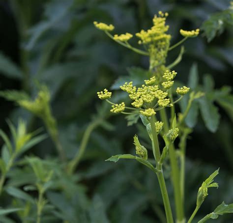 About Wild Parsnip — Rideau Goulbourn Councillor Scott Moffatt City