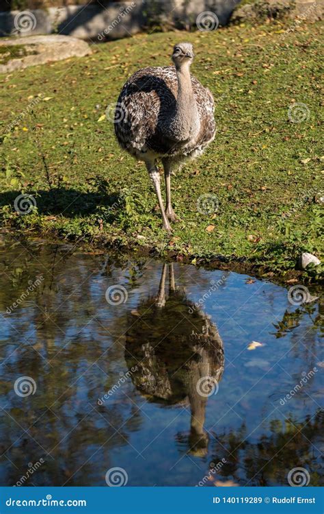 Darwin`s Rhea Rhea Pennata Also Known As The Lesser Rhea Stock Image