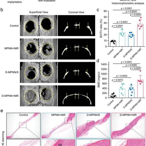 Bone Regeneration In Vivo Of The Control Mpnnnir D‐mpnns And