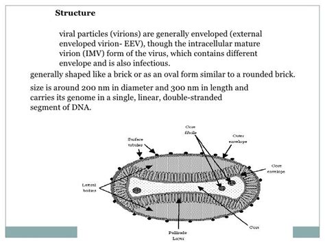 Poxviruses