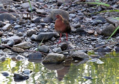 ヒクイナの雛ヒナは真っ黒クロ助クイナ類の特徴 THE LIFE OF BIRDS ー 野鳥つれづれ記