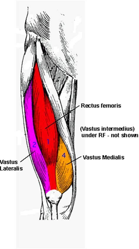 Muscle Anatomy Bones Fitness Training Health Physiology Legs In