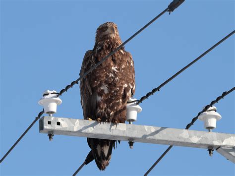オジロワシ 2023 02 25 日本の野鳥識別図鑑