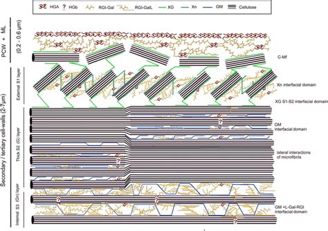 Multilayer Composite Model Of The Cell Walls Of Flax Fibres The Model