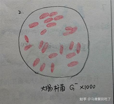 细菌的形态结构观察绘图微生物学 知乎