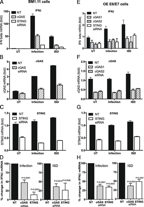 Cgas Is Required For Ifn B Expression During Chlamydia Spp Infection