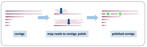 Hands On Large Genome Assembly And Polishing Large Genome Assembly