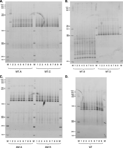 Influence of Artisan Bakery- or Laboratory-Propagated Sourdoughs on the ...