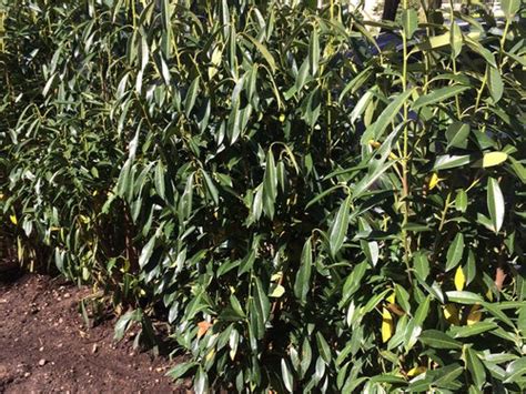 Skip Laurel Help Needed