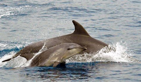 Nasce Il mare dei delfini la più grande area protetta del
