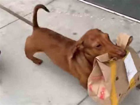Ponen A Perrito Salchicha A Trabajar Como Repartidor Durante