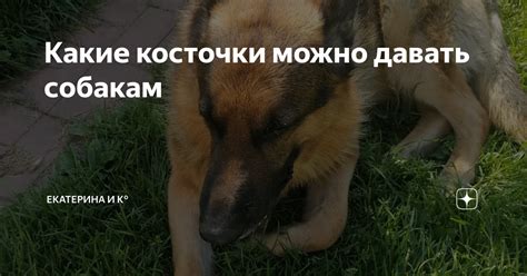 Какие косточки можно давать собакам Екатерина и К° Дзен
