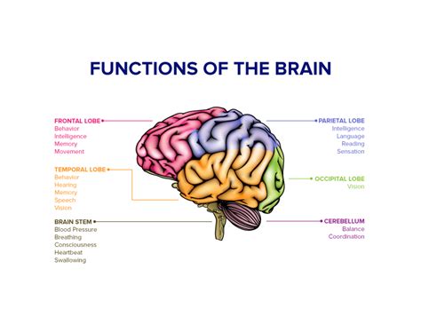 Stress Is One Factor That Is Believed To Interrupt Normal Brain