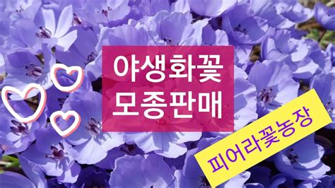 봄에꼭심어야하는꽃 장기개화꽃 노지월동꽃 야생화꽃 지피식물 예쁜꽃 예쁜꽃나무 꽃모종판매 정원에 꼭심어야하는꽃 힐링꽃 Youtube