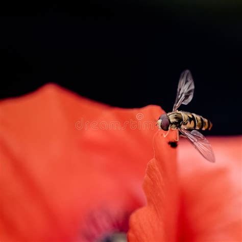 A Hoverfly Is Approaching A Red Poppy Flower Stock Image Image Of