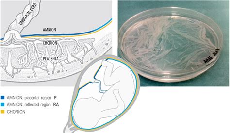 Mitochondrial Activity Is Different In Different Sub Regions Of The