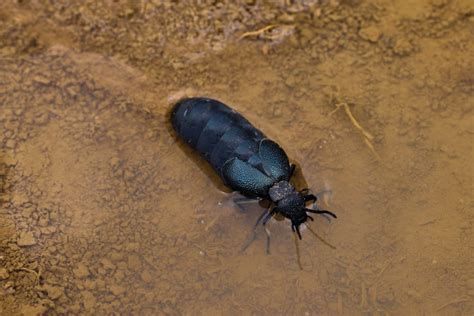 10 Most Common Black Bugs In Virginia 2023 The Gardening Dad