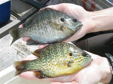 Bluegill Vs Sunfish