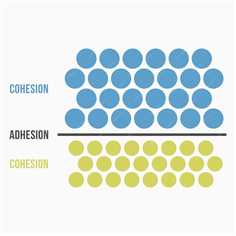 Premium Vector Cohesion And Adhesion