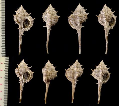 Microshells Murex elenensis エレナツブリボラ
