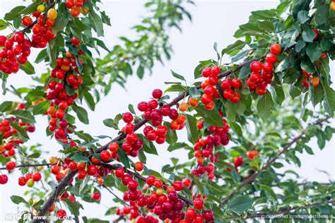 樱桃树摄影图 食物原料 餐饮美食 摄影图库 昵图网