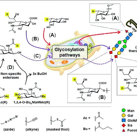Overview Of Metabolic Glycoengineering Mge Non Natural