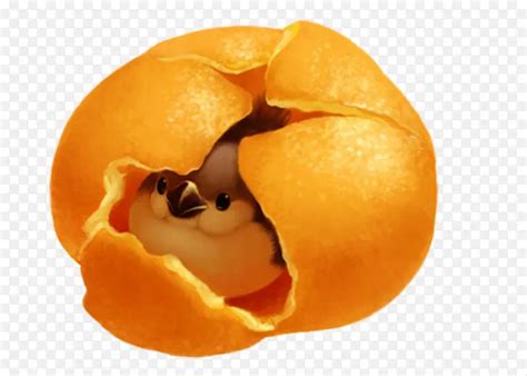 橘子皮里的小鸟png图片素材下载图片编号yxkxwpaq 免抠素材网
