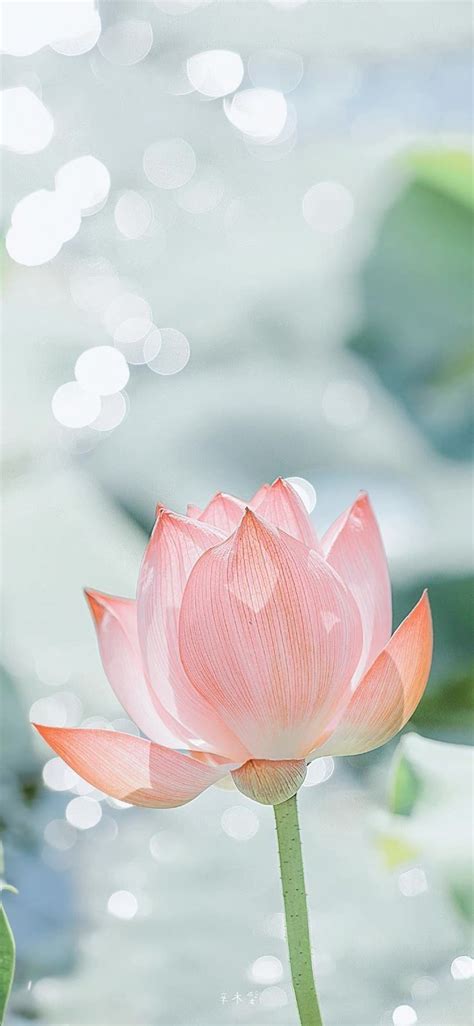 Lotus Flower In A Field By The Water