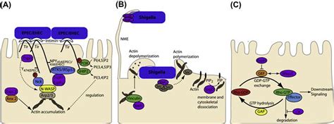 Type 3 Secretion Effectors Basicmedical Key