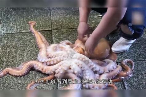老板花1888元买一只35斤的章鱼，小哥现场切割，引起周围群众围观群众