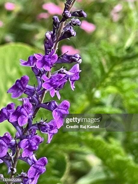 Purple Toad Flax Photos And Premium High Res Pictures Getty Images
