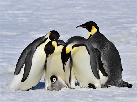 These Emperor Penguins Accidentally Took A Video Selfie And It S The