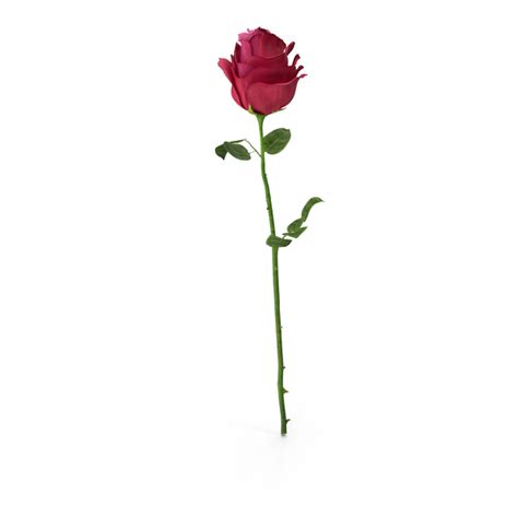Qira Rose Nude Png Images And Psds For Download Pixelsquid