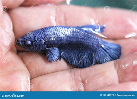 Betta Super Gold Halfmoon Plakat Hmpk Male Or Plakat Fighting Fish