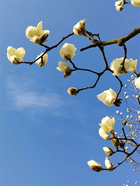 白玉兰、紫玉兰、星花玉兰奉贤进入玉兰盛放期